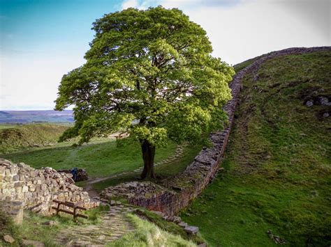 Saplings Of Hope From Uks Sycamore Gap Tree Goodnet