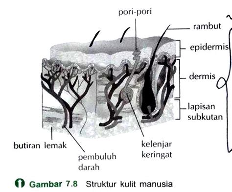 Struktur Kulit Pada Manusia Epidermis Dan Dermis Artikel Ilmu