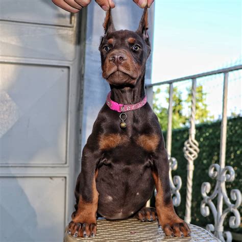 Welcome Doberman Pinscher Kennel Puppies