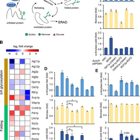 The Protein Folding Pathway A N Glycan Directed Protein Folding