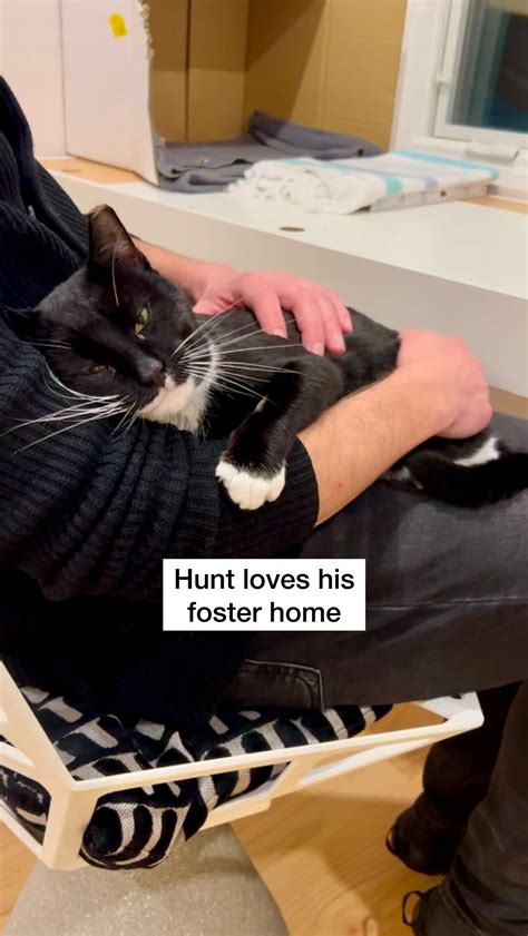 Officially Introducing Spock While It Might Seem Like I Just Did What The Internet Told Me To