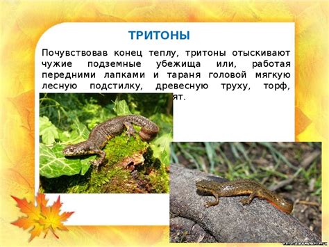 Презентация Как животные готовятся к зиме 1 класс окружающий мир Область знаний