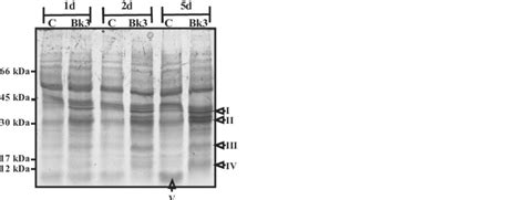 Separation Of Apoplastic Fluid On Sds Page From M Domestica Cv Download Scientific Diagram