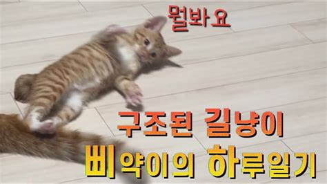 VLOG 입양확정된 삐약이의 하루 브이로그 덕분이에오 고마워요 YouTube