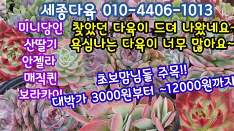 다육이 쇼핑241220 착한가격에 기다렸던 다육이 먼저 득템 하세요 🌺초보님께서 베란다에서 키우기 딱 좋은 다육이로~👌