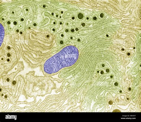 Endoplasmic Reticulum Microscope