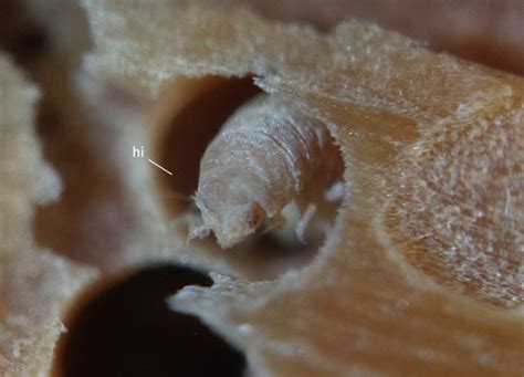 The Trouble With Gribbles 1001 Jars