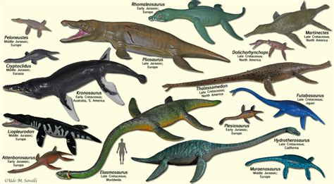 Bio113 Non Dinosaur Reptiles