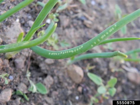 New Allium Pest Of Concern Allium Leaf Miner Onvegetables