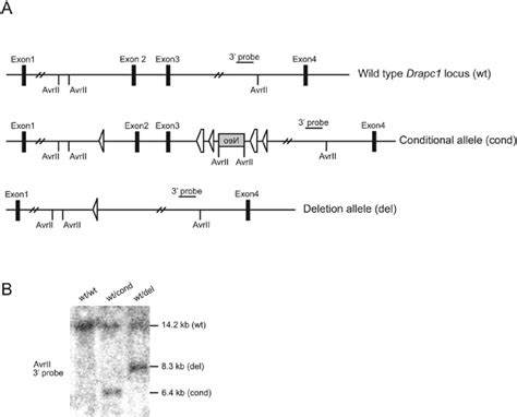 Comparison Of Wild Type Conditional And Deletion Alleles Of The Mouse