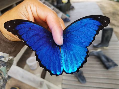 The Blue Morpho Butterfly An Amazonian Icon Aceer