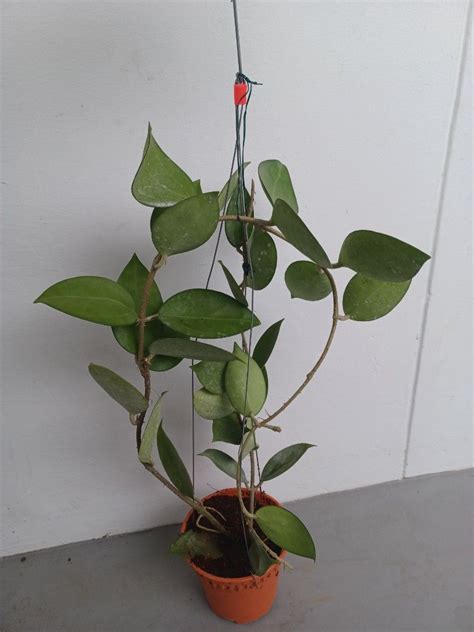 Hoya Ice Hoya Plant Hang Plant T Present Nice Leaves