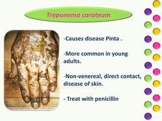 Taxonomy Of Bacteria Pptx