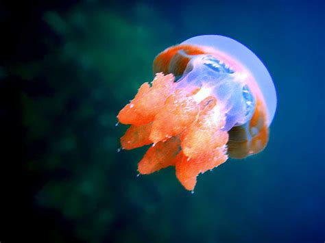 Difference Between Polyp And Medusa Pediaa Com