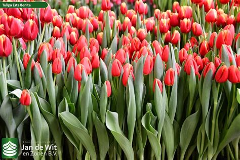 Esta Bonita ® | Tulip | Jan de Wit en Zonen B.V.