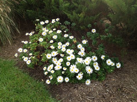 Garden Enjoyment Lisa Earthgirl Gardening Tips And Helpful Advice