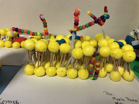 Plasmatic Membrane Stem Science Models