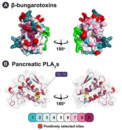 Evolutionary Venomics Lab Kartik Sunagar