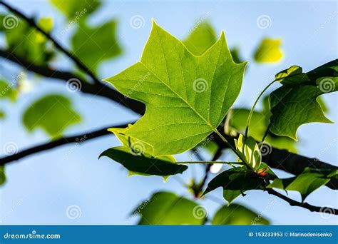 Young Leaves Of Tulip Tree Liriodendron Tulipifera Called Tuliptree