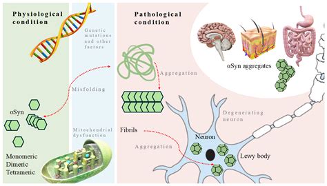 Navigating The Neurobiology Of Parkinsons The Impact And Potential Of