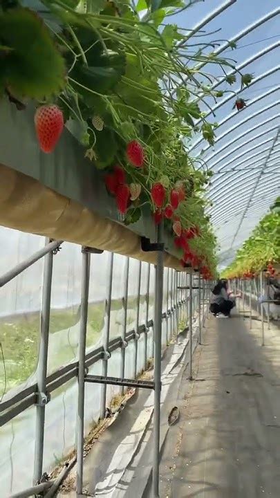 Kebun Stroberi Japan Youtube