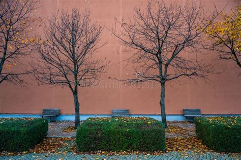 Naked Trees By A Pink Building Stock Photo Image Of Color Night