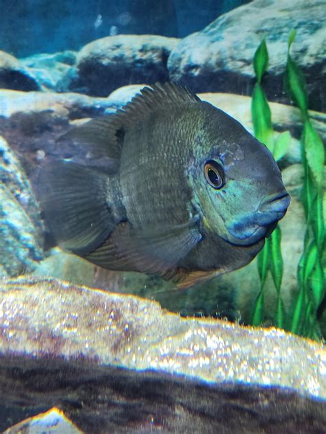 Gender Of My Green Severum Rcichlid