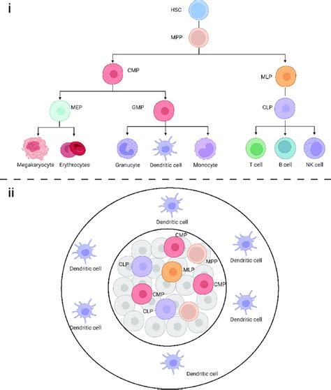 I Schematic Representation Of Classical Hscs In A Tree Like Model