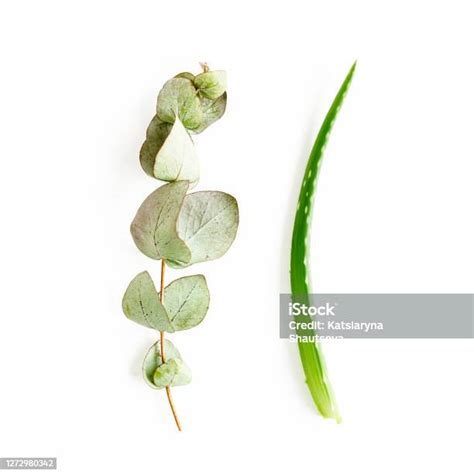 허브 녹색 가지 유칼립투스 로즈마리 알로에 베라 와 흰색 배경에 식물 컬렉션을 떠난다 혼합 의약 세트 플랫 레이 위쪽 보기 0명에 대한 스톡 사진 및 기타 이미지 Istock