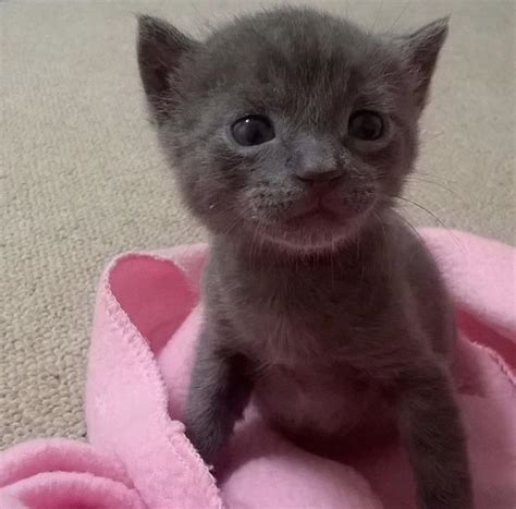 My Little Foster Kitten Rdustkitties