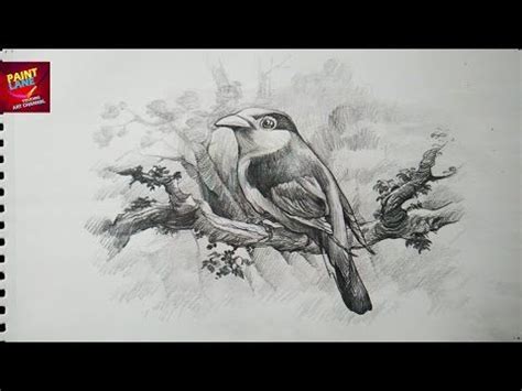 How To Draw A Bird With Pencil Drawing Shading YouTube Bird Drawings Shading Drawing