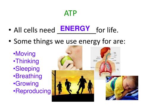 PPT ATP Photosynthesis PowerPoint Presentation Free Download ID