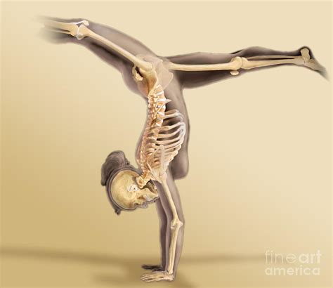 Female Skeletal System Photograph By Anatomical Travelogue Pixels Merch