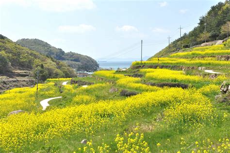 오마이뉴스 벚꽃 졌다고 속상해 마세요 여긴 유채꽃 천지입니다 벚꽃이 꽃비되어 내리는 요즘 유채꽃은 한창이다 유채꽃을 보러 오랜만에 남해에 갔다 산비탈을 따라 좁고