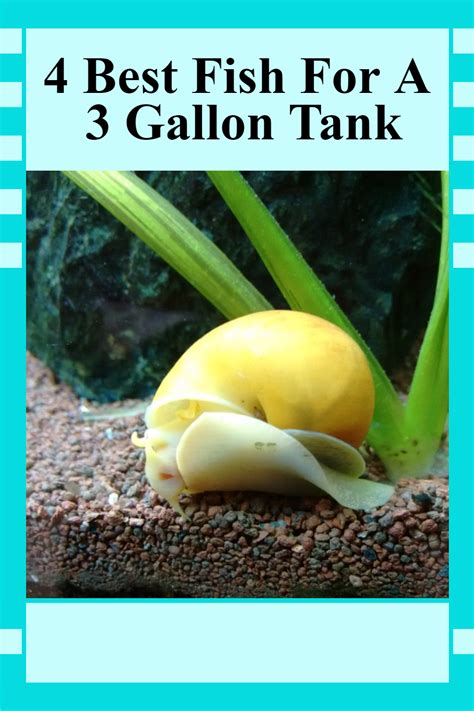 What Size Heater Do I Need For A 3 Gallon Fish Tank At Ronda Rothermel Blog