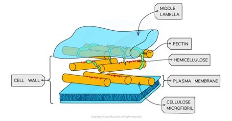 真核细胞结构与功能 CIE A Level生物学复习笔记