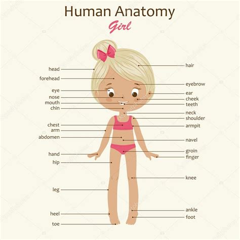 Girl Body Structure