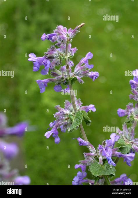 Faassens Catmint Nepeta X Faassenii Nepeta Faassenii Inflorescence