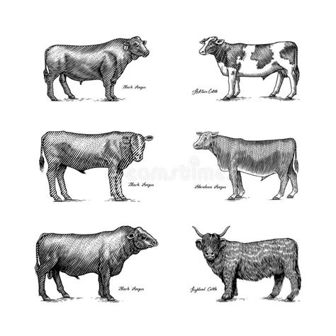A Group Of Cows Standing Next To Each Other On A White Background Farm