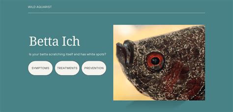 Betta Ich Symptoms Treatment And Prevention Guide