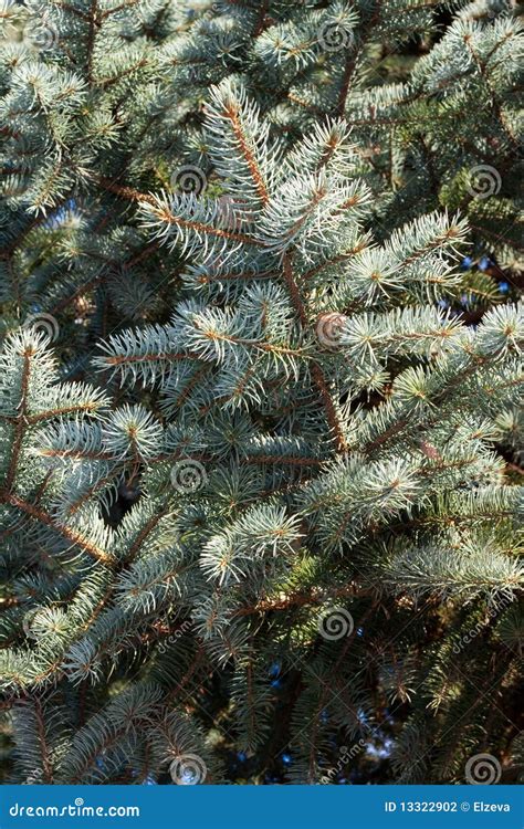 Blue Spruce Stock Photo Image Of Green Coniferous Nature