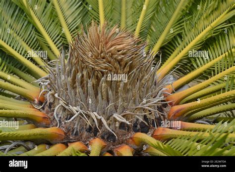 Jurassic Period Plants