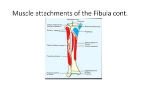 Muscle Attachments Of The Fibulapptx