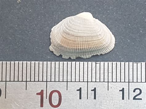 Can Anyone Help Me To Identify This Bivalvewhat Is The Genus And Species