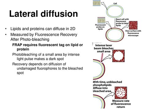 Ppt Membranes And Transport Lehninger Chapter 11 Powerpoint