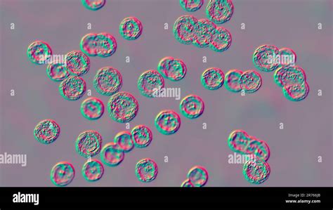 Pediococcus Bacteria Computer Illustration These Are Gram Positive