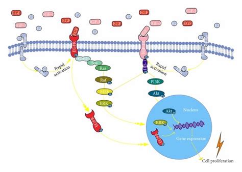 Schematic Representation Of Igf Egf Signaling Crosstalk With Ers