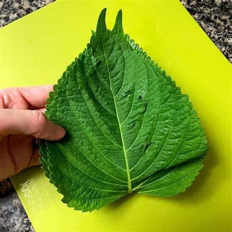 당뇨가 있으시면 밥상에 이 채소 꼭 추가하세요 혈당이 뚝 떨어집니다 유기농 레시피 일기장