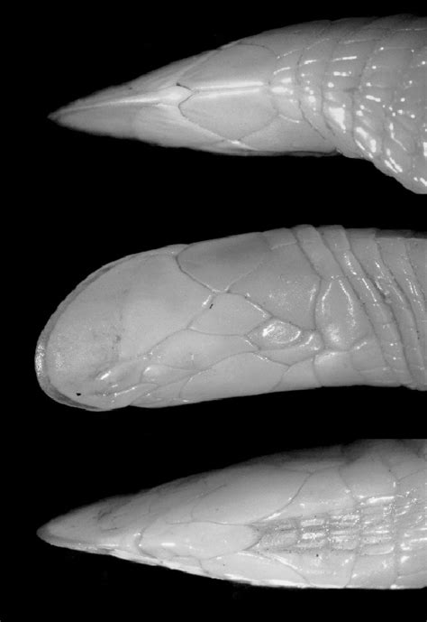 Anops Acrobeles Sp Nov Holotype Mzusp 96337 Dorsal Lateral And Download Scientific