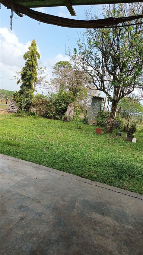 Serene Empty Yard With Grass And Trees